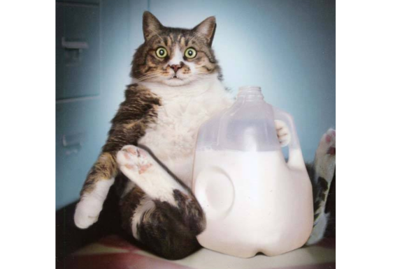 The Manx Pony of the Isle of Man