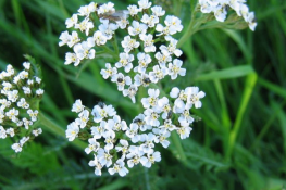 Jimmy Squarefoot - Isle of Man Folklore