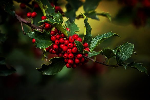 Manx First Names/Surnames | Isle of Man | Baby Name Ideas