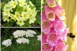 Jimmy Squarefoot - Isle of Man Folklore