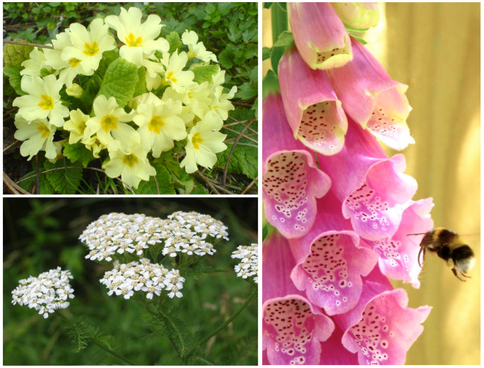 Isle of Man Folklore Tales on Manx Life and Flower Customs